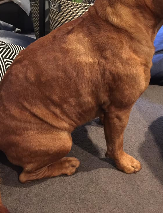 Staffordshire Bull terrier Health - REGALS AND ROYALS